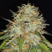 Семена конопли Mokum’s Tulip купить с доставкой - WeedSeeds